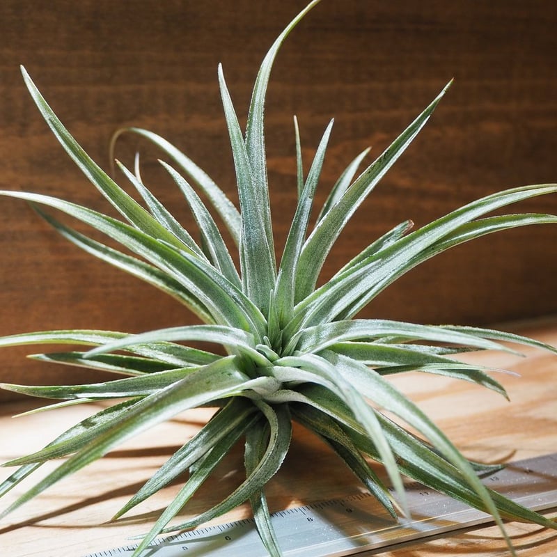 チランジア / ストリクタ シルバースター (T.stricta 'Silver チランジア / ストリクタ シルバースター (T.stricta 'Silver