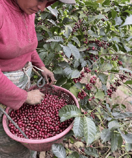 200g Guatemala El Mirador Geisha Natural | Mel ...