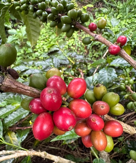 200g Colombia El Alto Washed - Medium Dark | Me...