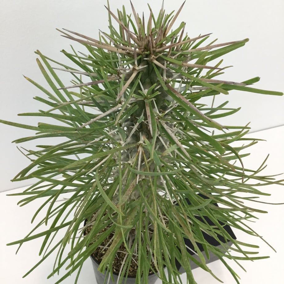 Didierea madagascariensis ディディエレア マダガスカリエンシス