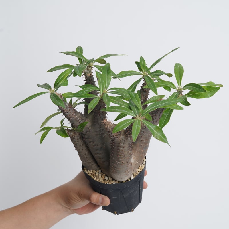 Pachypodium makayense【発根済み】〈幹幅14.3cm〉 | QSPLANT Pachypodium makayense【発根済み】〈幹幅14.3cm〉 | QSPLANT