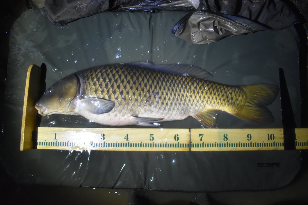 カープボード コンパクトver. 再入荷しました。 | CARPROAD カープロード オンラ...