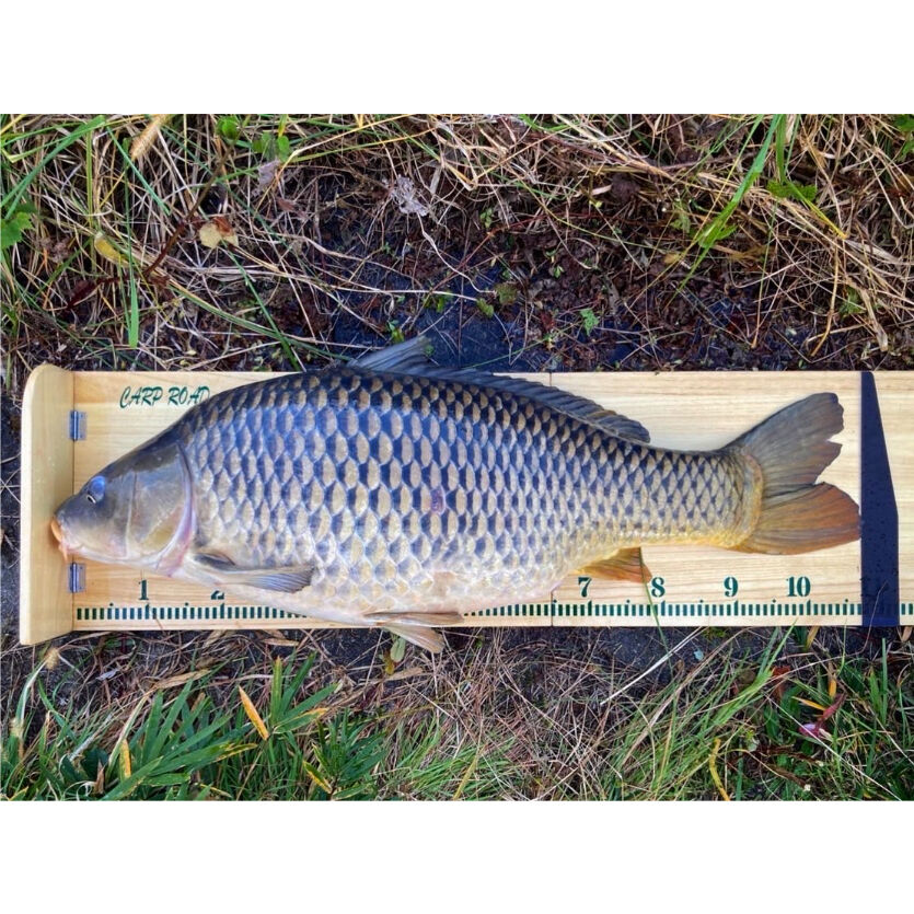 カープボード フルサイズver. | CARPROAD カープロード オンラインストア