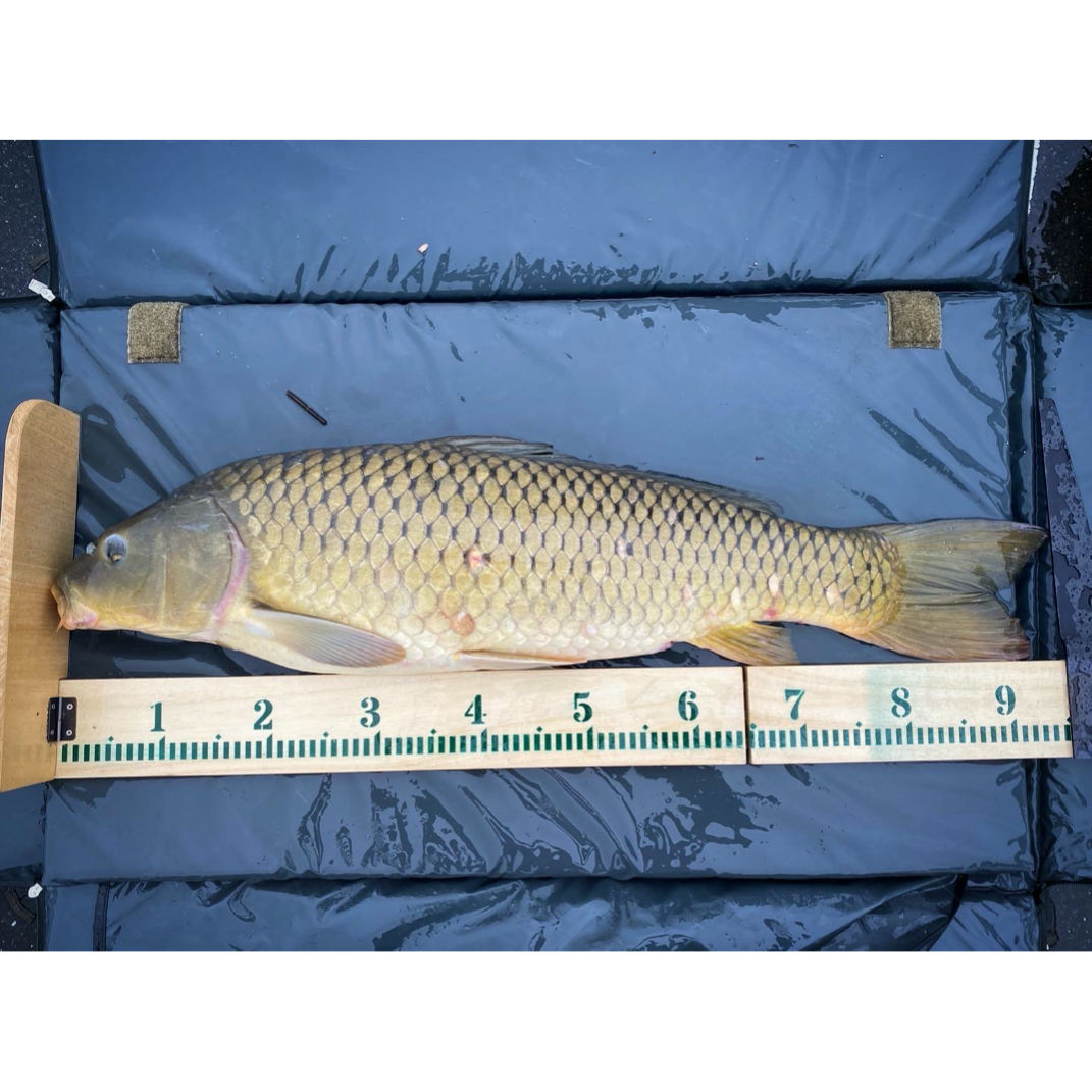 カープボード コンパクトver. | CARPROAD カープロード オンラインストア