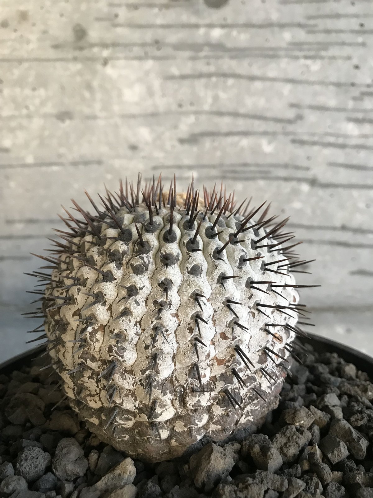 Copiapoa cinerea var. columna-alba | bot.