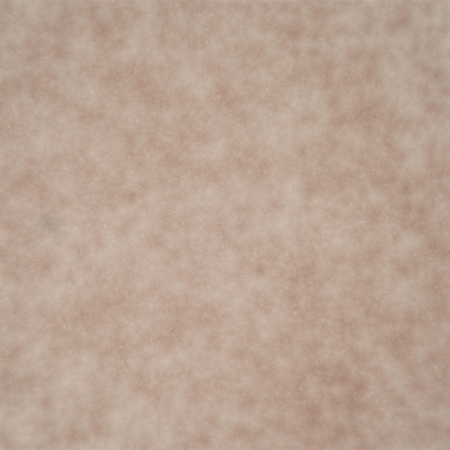 NO.57-G 岩崎龍二 Φ24.8㎝ フラットプレート 椿 | JIBITA