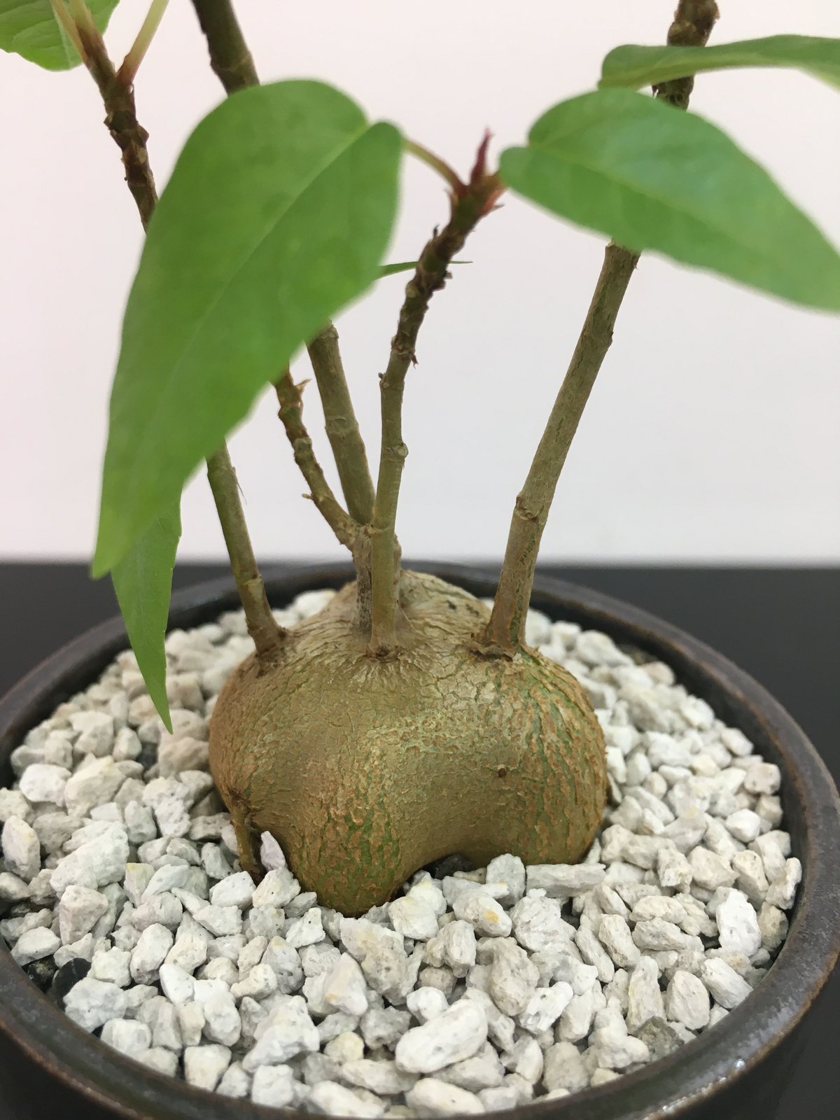 Ficus palmeri フィカス パルメリー | • BOTAN