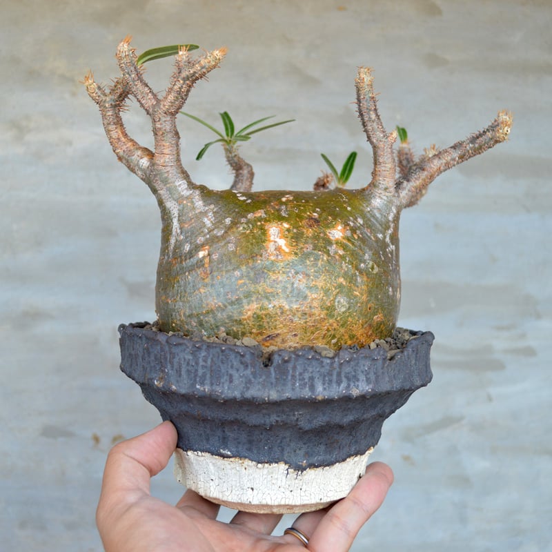 植物 × 鉢 】パキポディウム グラキリス 緑肌/美株 × 陶器鉢 | A 植物 × 鉢 】パキポディウム グラキリス 緑肌/美株 × 陶器鉢 | A