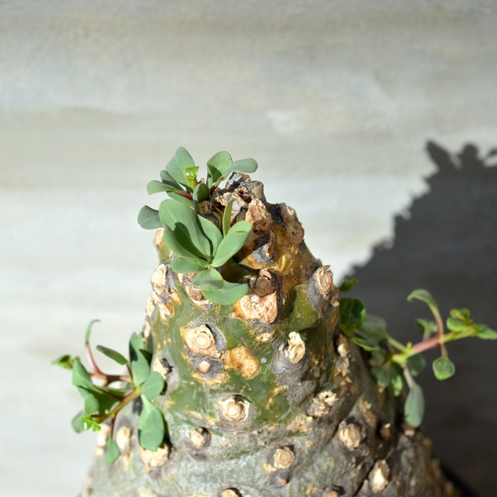 植物】 観峰玉 フォークイエリア コルムナリス 現地球 <良型> 発 植物】 観峰玉 フォークイエリア コルムナリス 現地球 <良型> 発