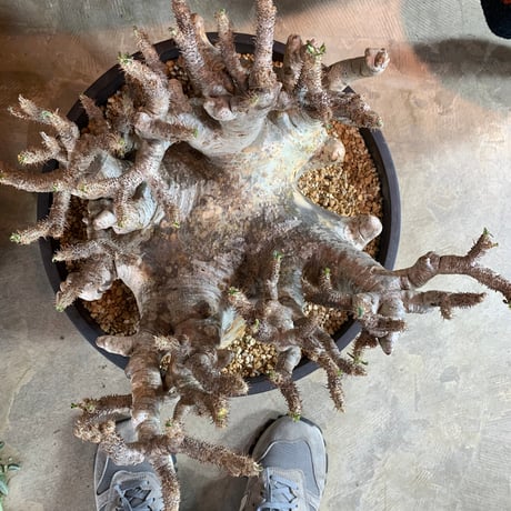 CATEGORY pachypodium パキポディウム | A-PLANTS|塊根植物販売 CATEGORY pachypodium パキポディウム | A-PLANTS|塊根植物販売