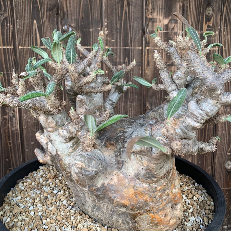 植物】パキホディウム グラキリス 大株 現地球 発根済み 塊根 植物】パキホディウム グラキリス 大株 現地球 発根済み 塊根