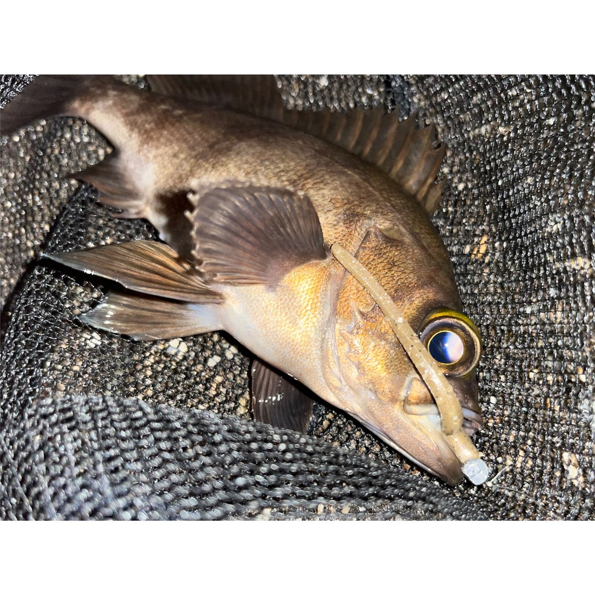 Slimpy 2.4inch | FISH LABO's STORE