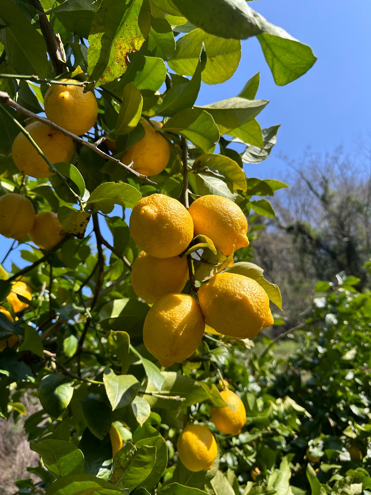 🆕🍋Ms.lemon🍋🆕 | Tangerine