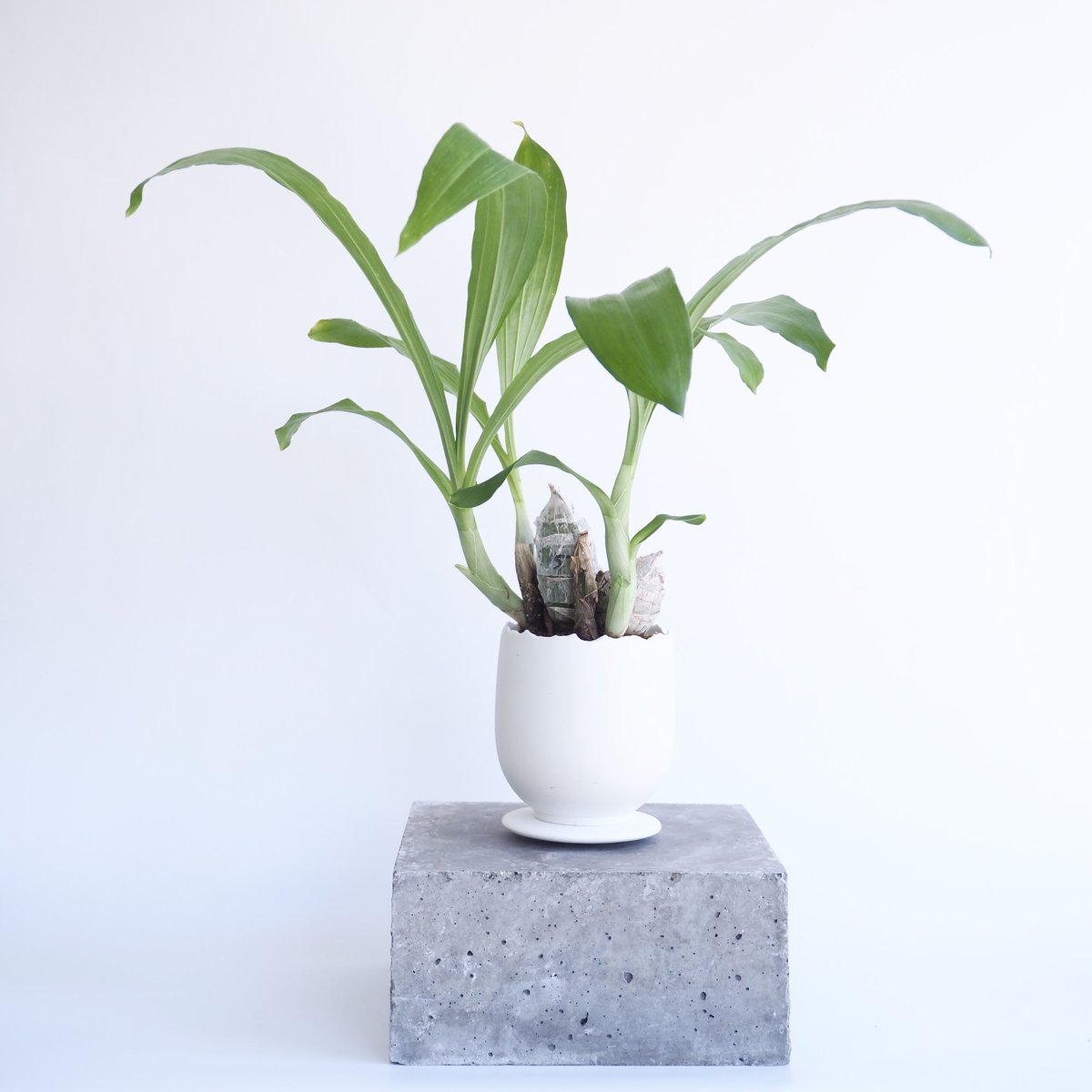 Ctsm.pieatum v.imperial'Pierre Couret' | moku-o...