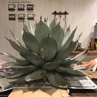 ペラルゴニウム ミラビレ | GN PLANT ペラルゴニウム ミラビレ | GN PLANT