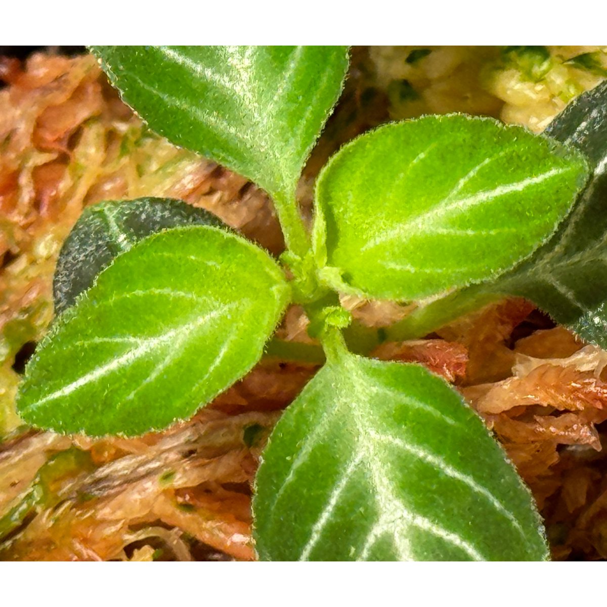Gesneriaceae gen. from Kalimantan Barat | M・R・G・R