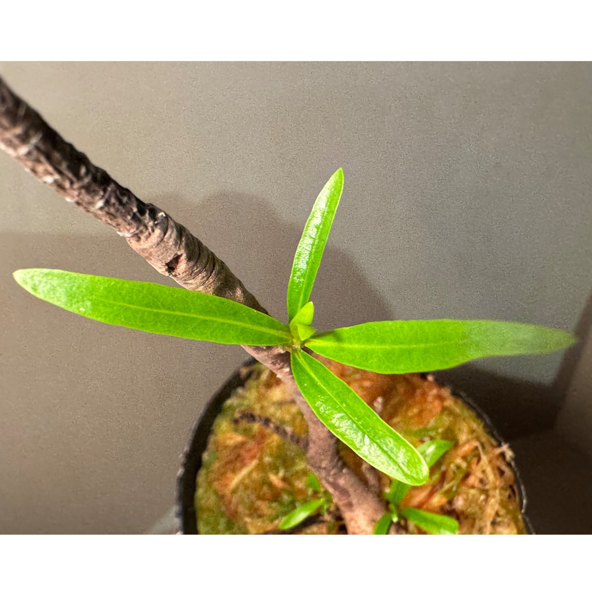 Homonoia riparia from Phu Yen Vietnam | M・R・G・R