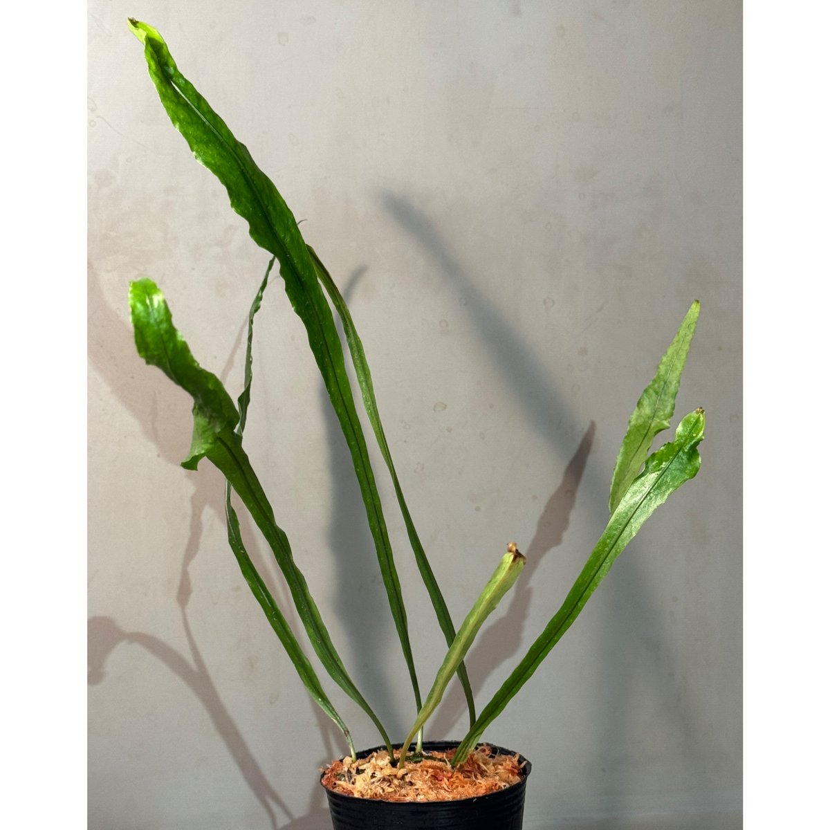 Microsorum sp. 奄美大島 | M・R・G・R