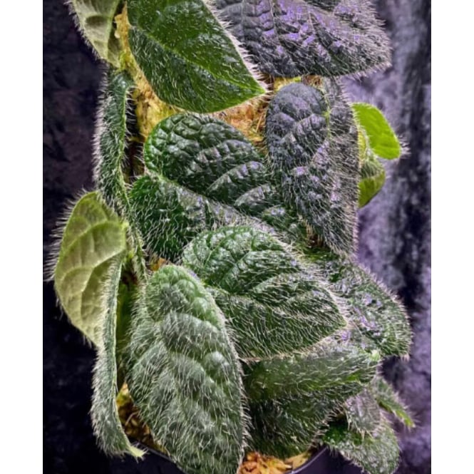 Ficus sp. from Selangor | M・R・G・R