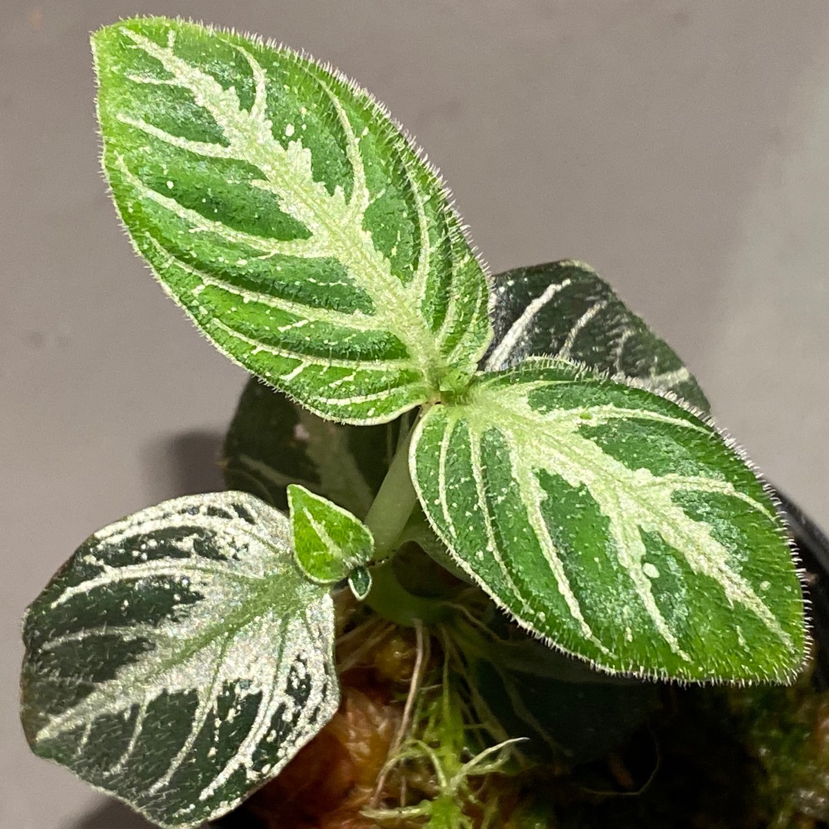 Argostemma bifolium from Bukit Larut [TK130717]...