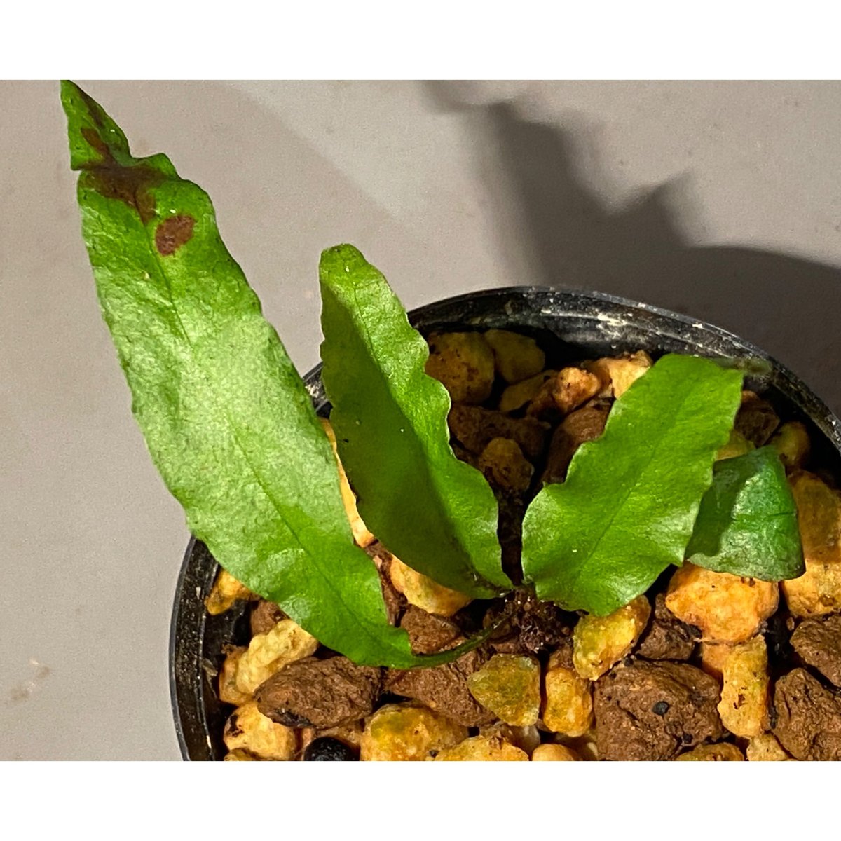 Microsorium sp. from Krabi Southern Thailand