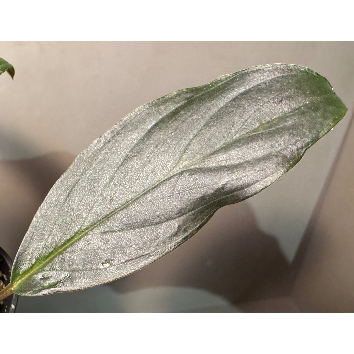 Homalomena sp. "濡烏" from Riau sumatera [LA0518-...