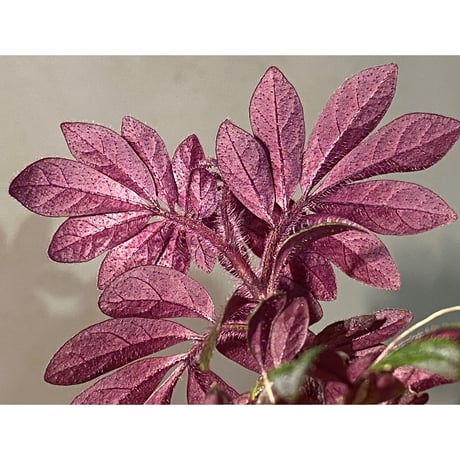 Solanum uleanum | M・R・G・R