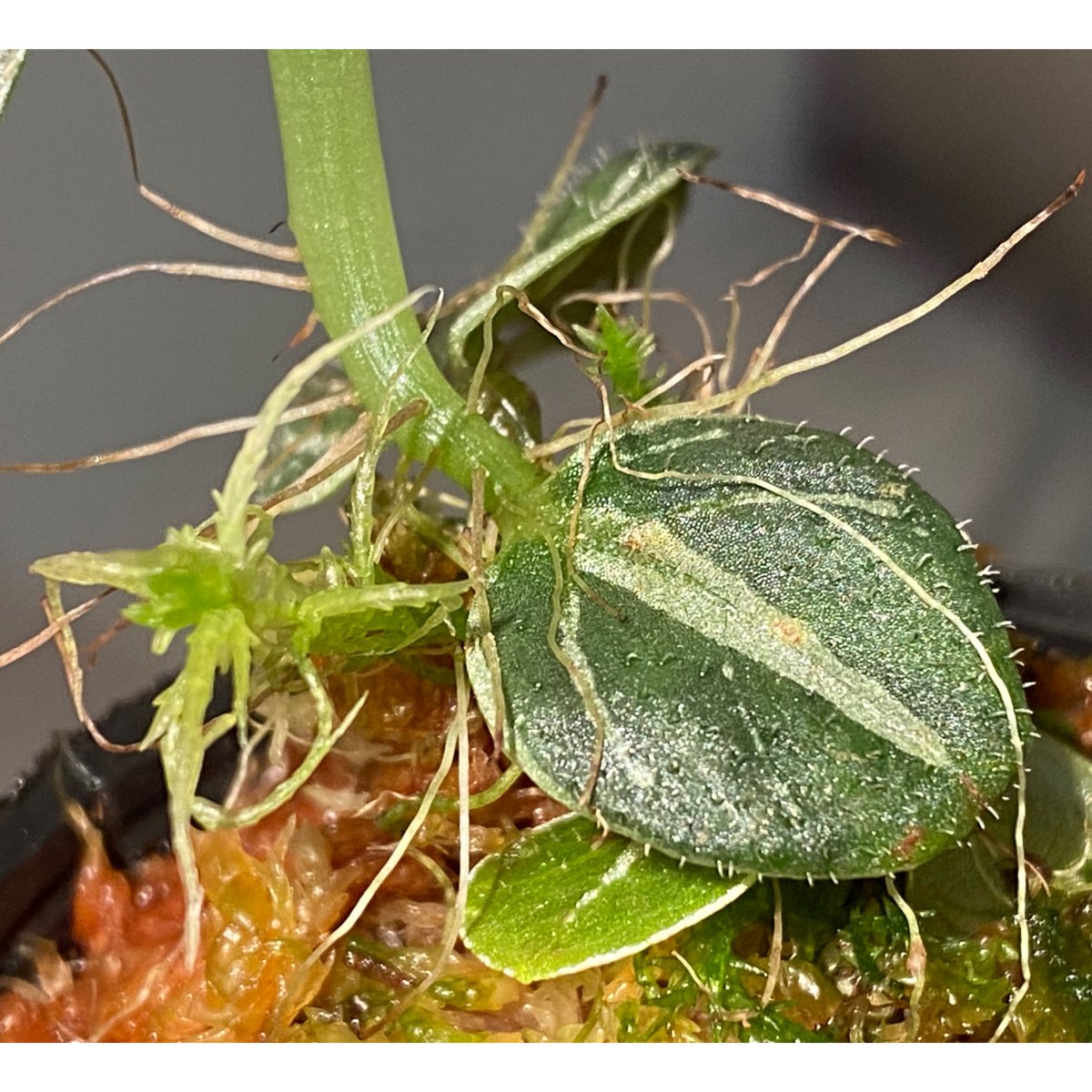 Argostemma bifolium from Bukit Larut [TK130717]...