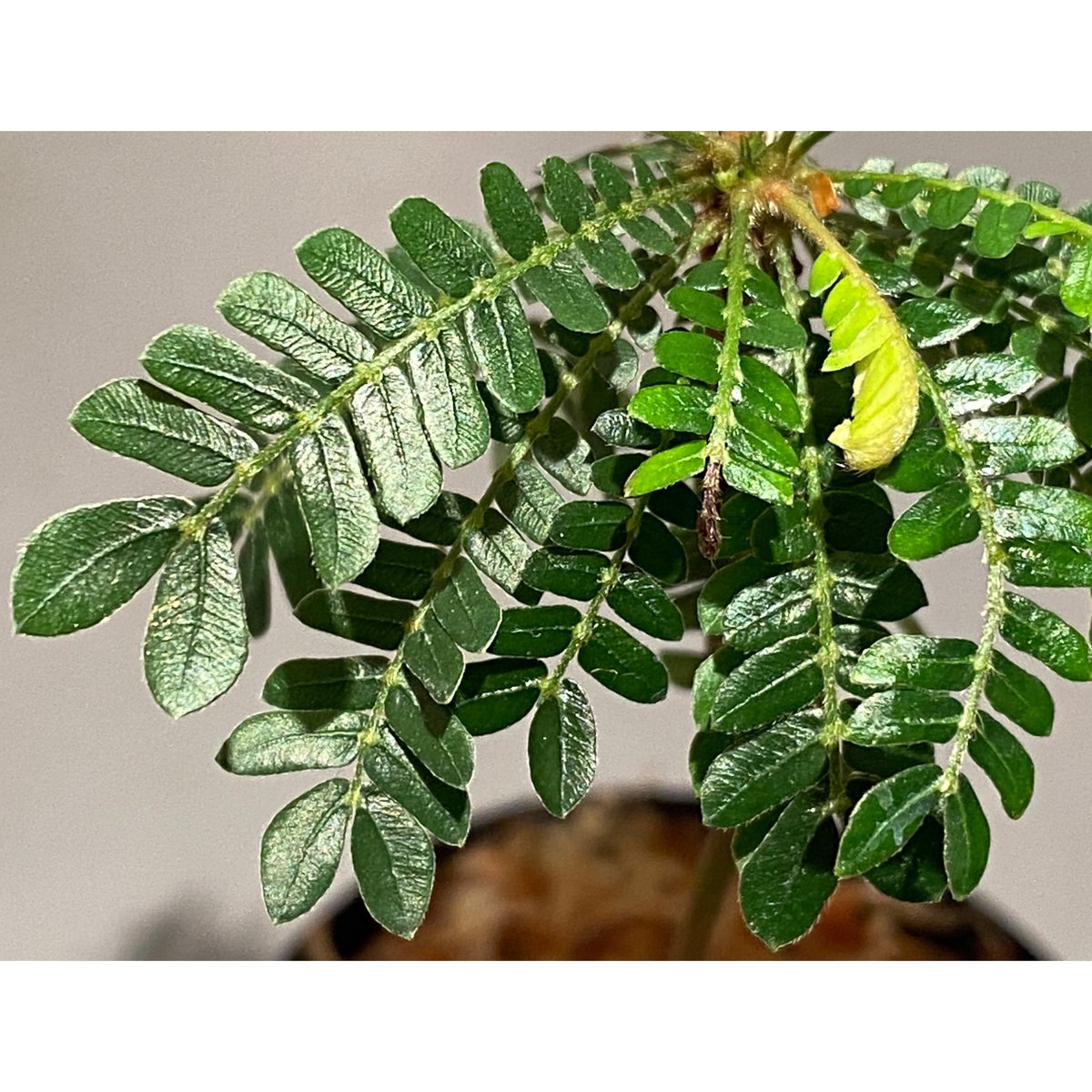 Biophytum dendroides from Colombia | M・R・G・R