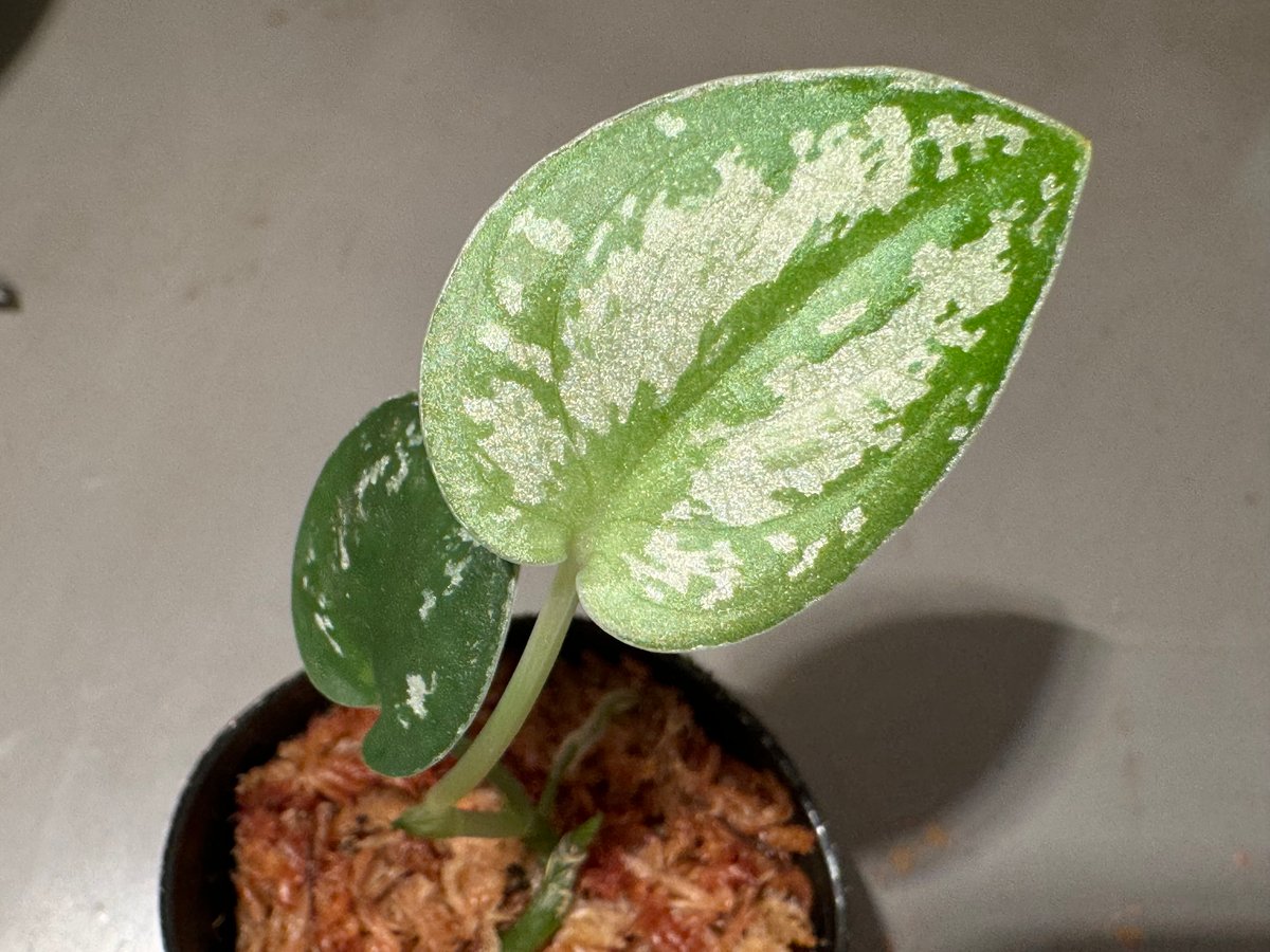 Scindapsus pictus "Tricolor" from West Borneo