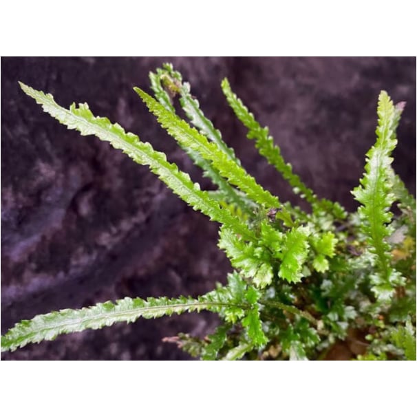 Bolbitis sp. from Kidapawan Mindanao | M・R・G・R