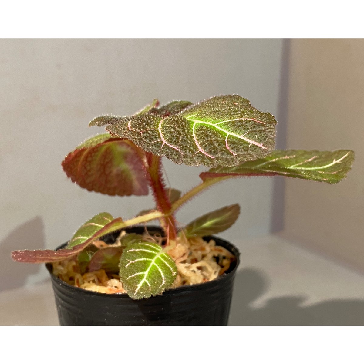 Pearcea hypocyrtiflora from Rio Napo Ecuador [t...