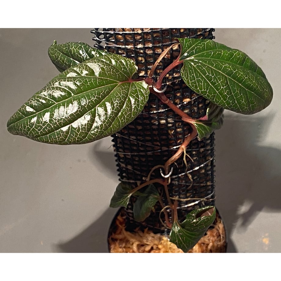 Piper sp. from Kapuas Hulu | M・R・G・R