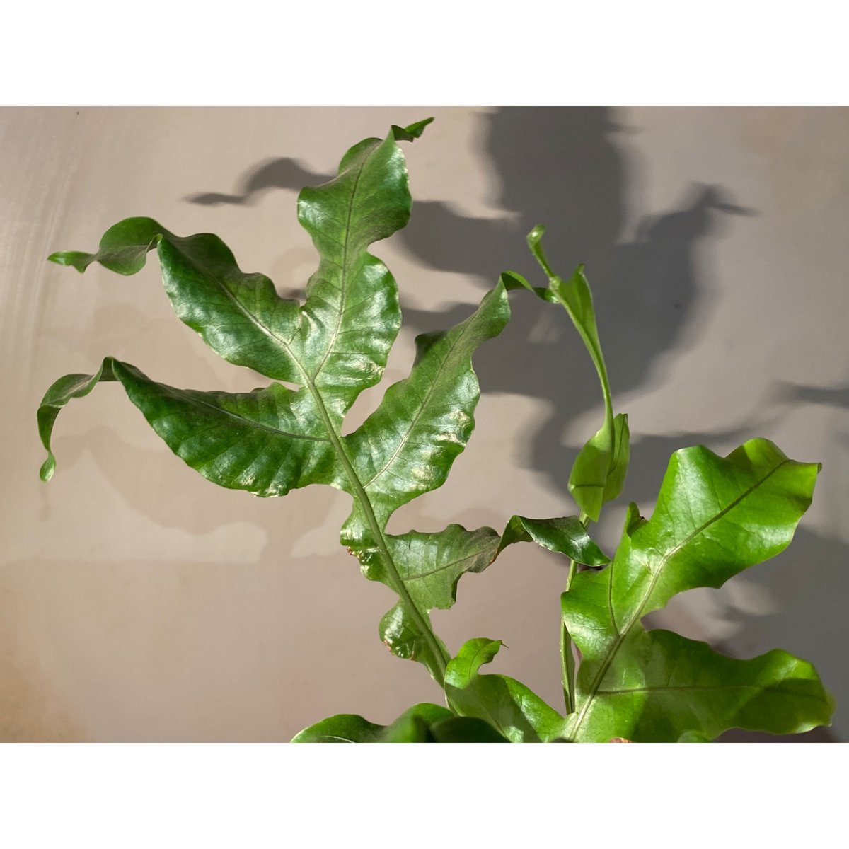 Drynaria bonii from Laos ② | M・R・G・R