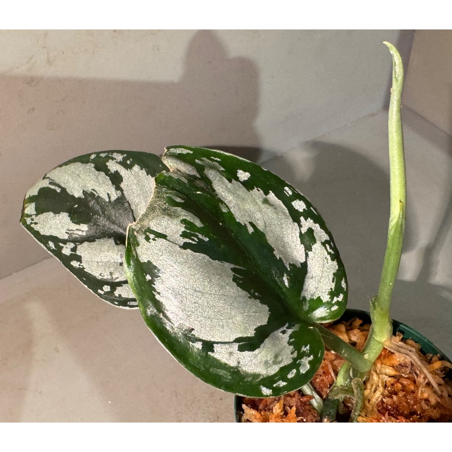 Scindapsus sp. from West Kalimantan | M・R・G・R