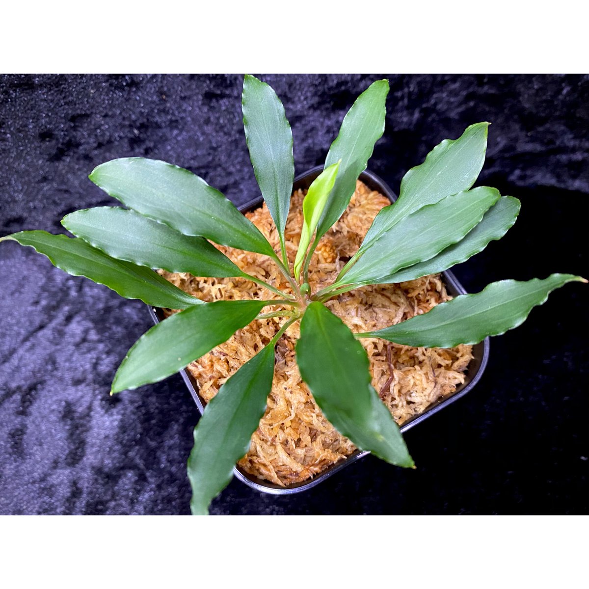 Furtadoa sp. "Padang" Sumatera barat [TB] | M・R...