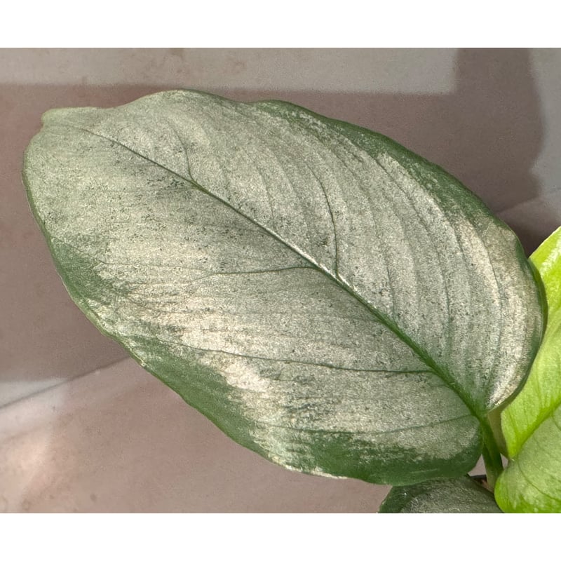 Schismatoglottis sp. Schismatoglottis sp.