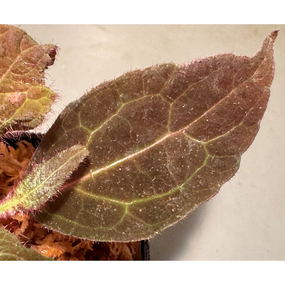 謎草 from Iquitos Peru [tanakay] | M・R・G・R