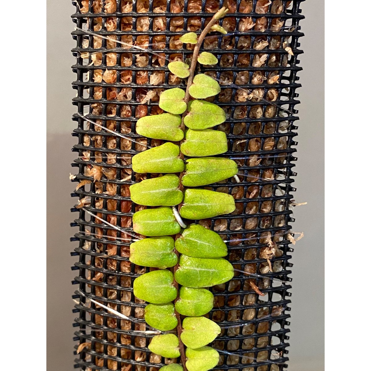 Marcgravia sp. from Ecuador | M・R・G・R