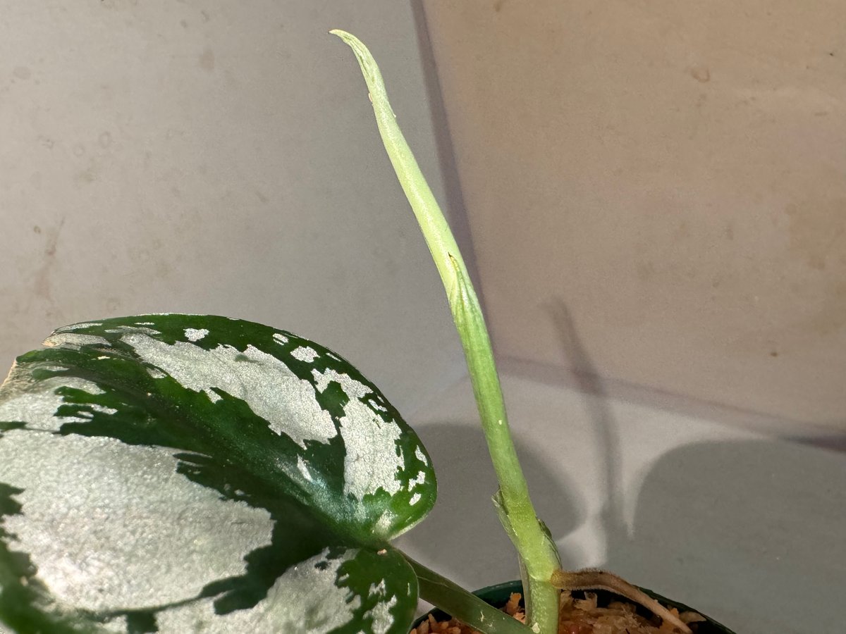 Scindapsus sp. from West Kalimantan | M・R・G・R