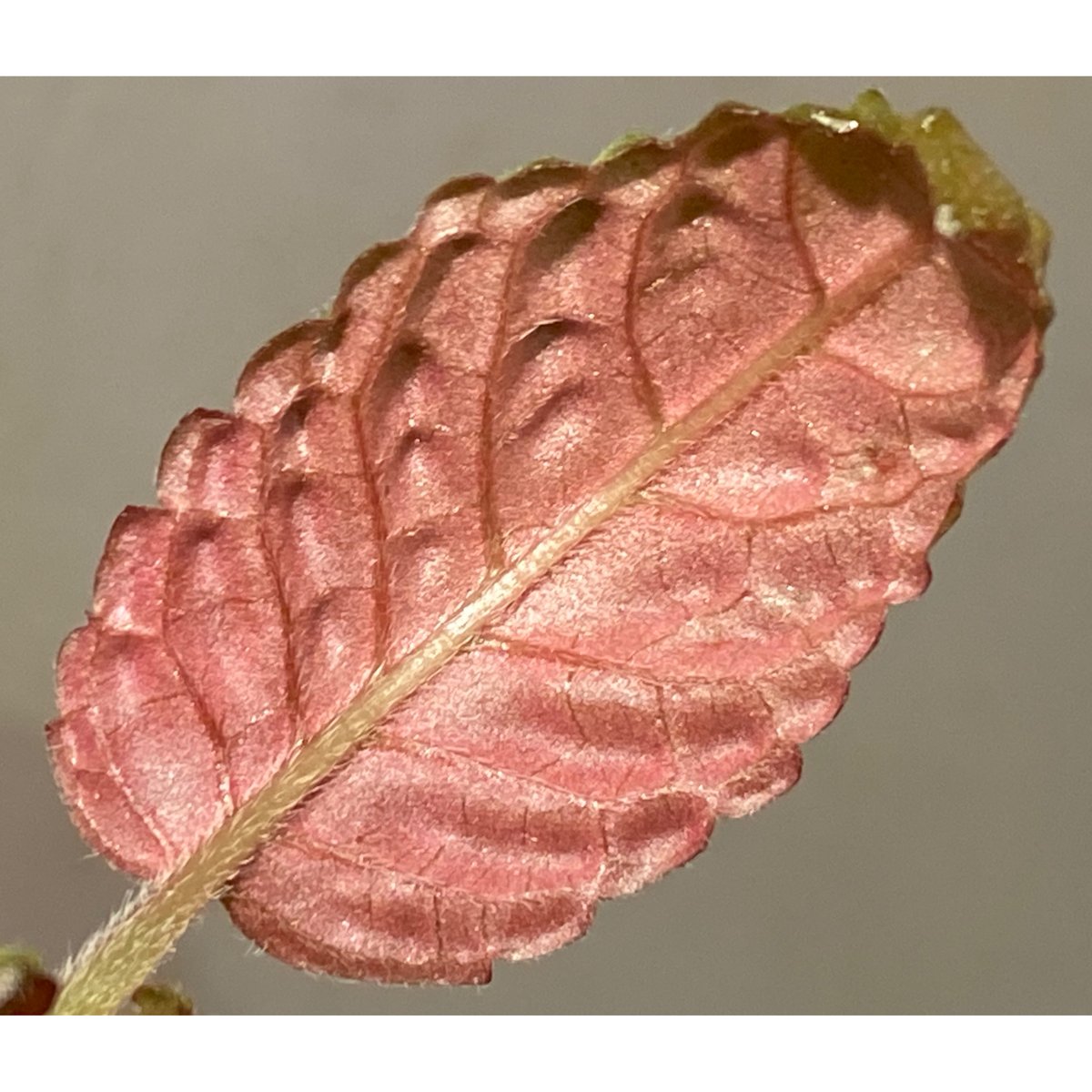 Nautilocalyx sp. 伊藤蟻植物農園 | M・R・G・R