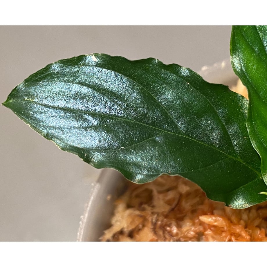 Homalomena sp. "Euclase" from Riau sumatera [LA...