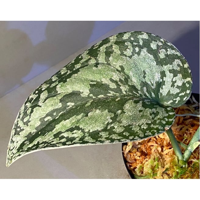 Scindapsus pictus "Tricolor" from West Borneo