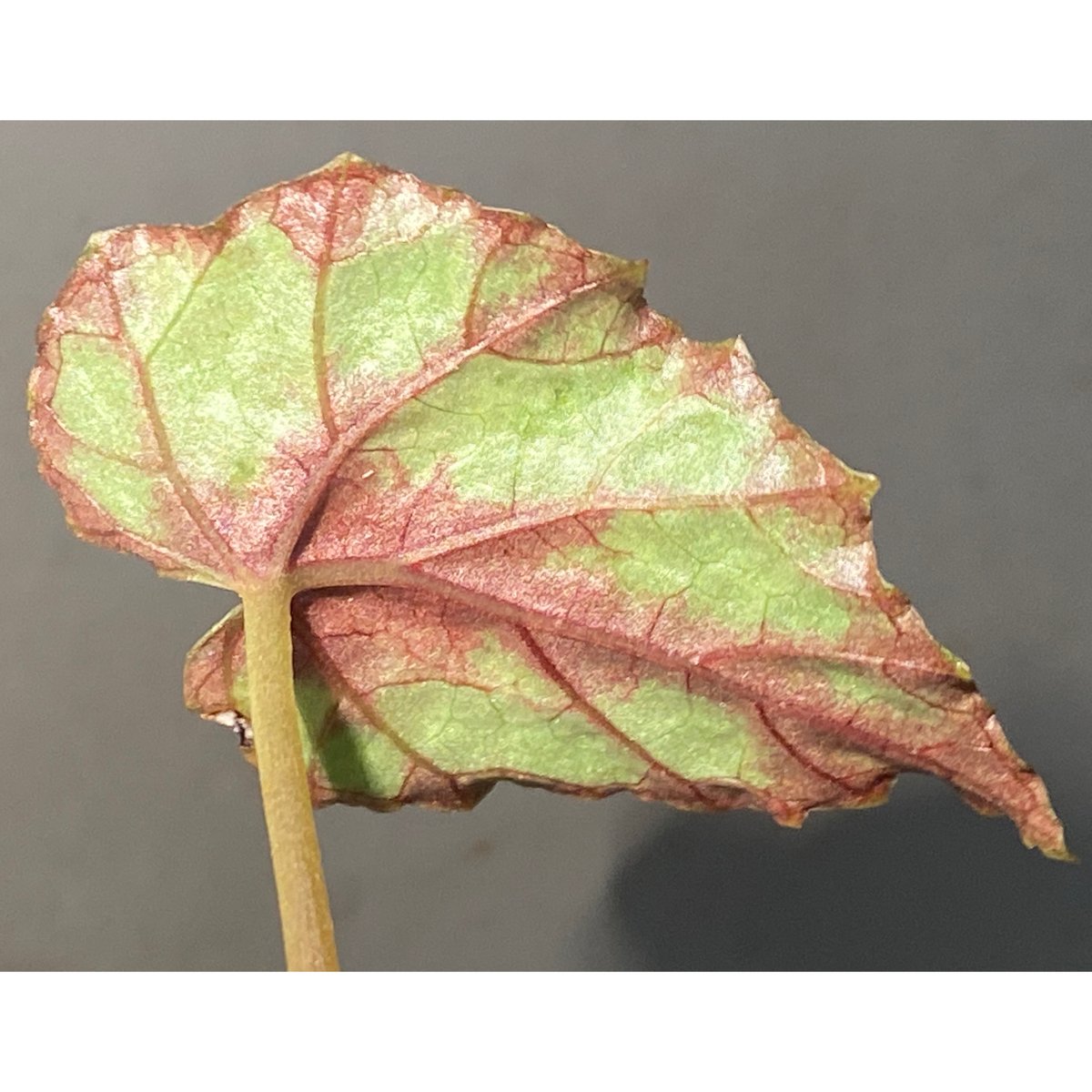 Begonia handelii var. prostrata from Viet Nam