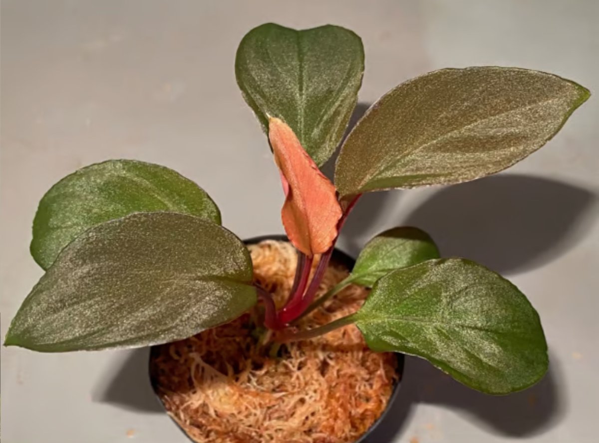 Homalomena sp. from Solok sumatera [LA0616-03]