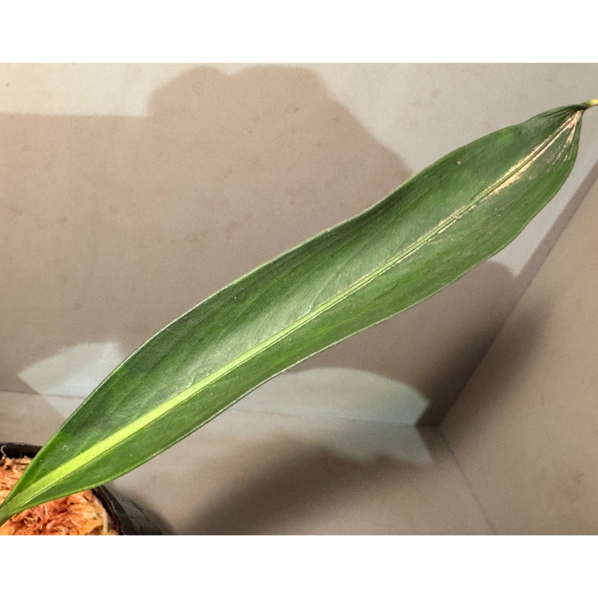 Bakoa sp. from Sekadau West Kalimantan ① | M・R・G・R