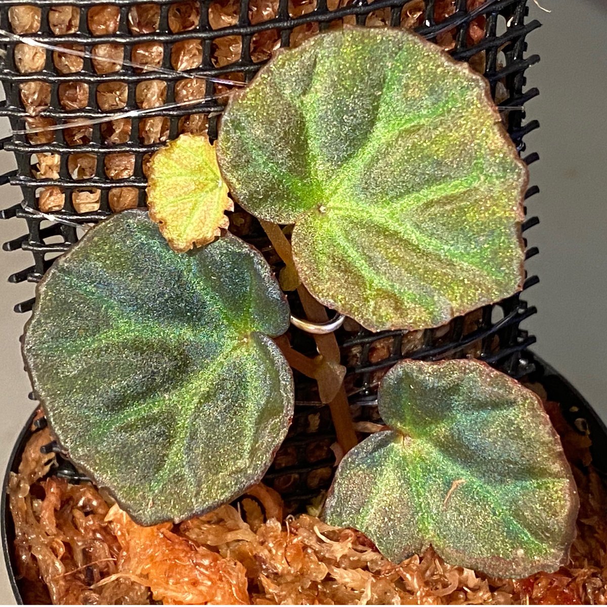 Begonia sp. from Sarawak | M・R・G・R Begonia sp. from Sarawak | M・R・G・R