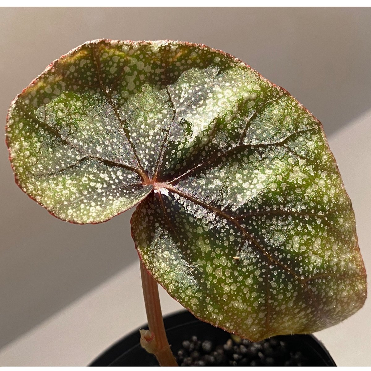 Begonia cf. variabilis from Khao Luang南 [TK2709...