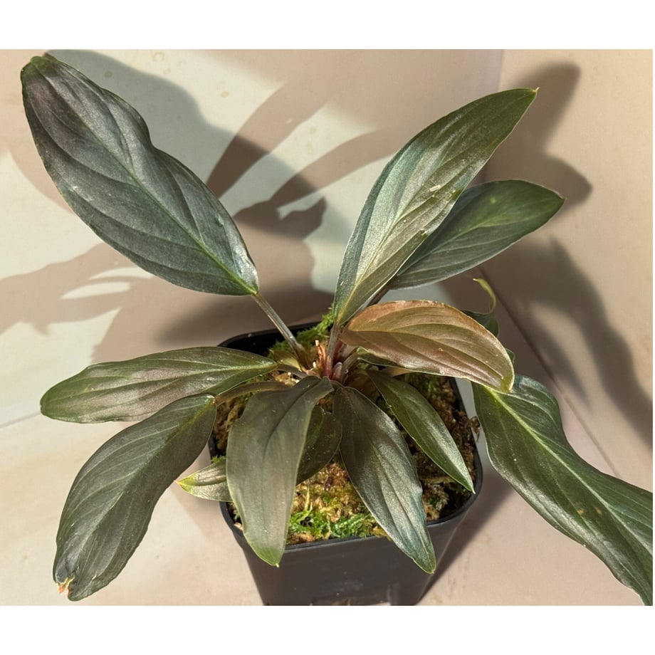 Homalomena sp. "濡烏" from Riau sumatera [LA0518-...