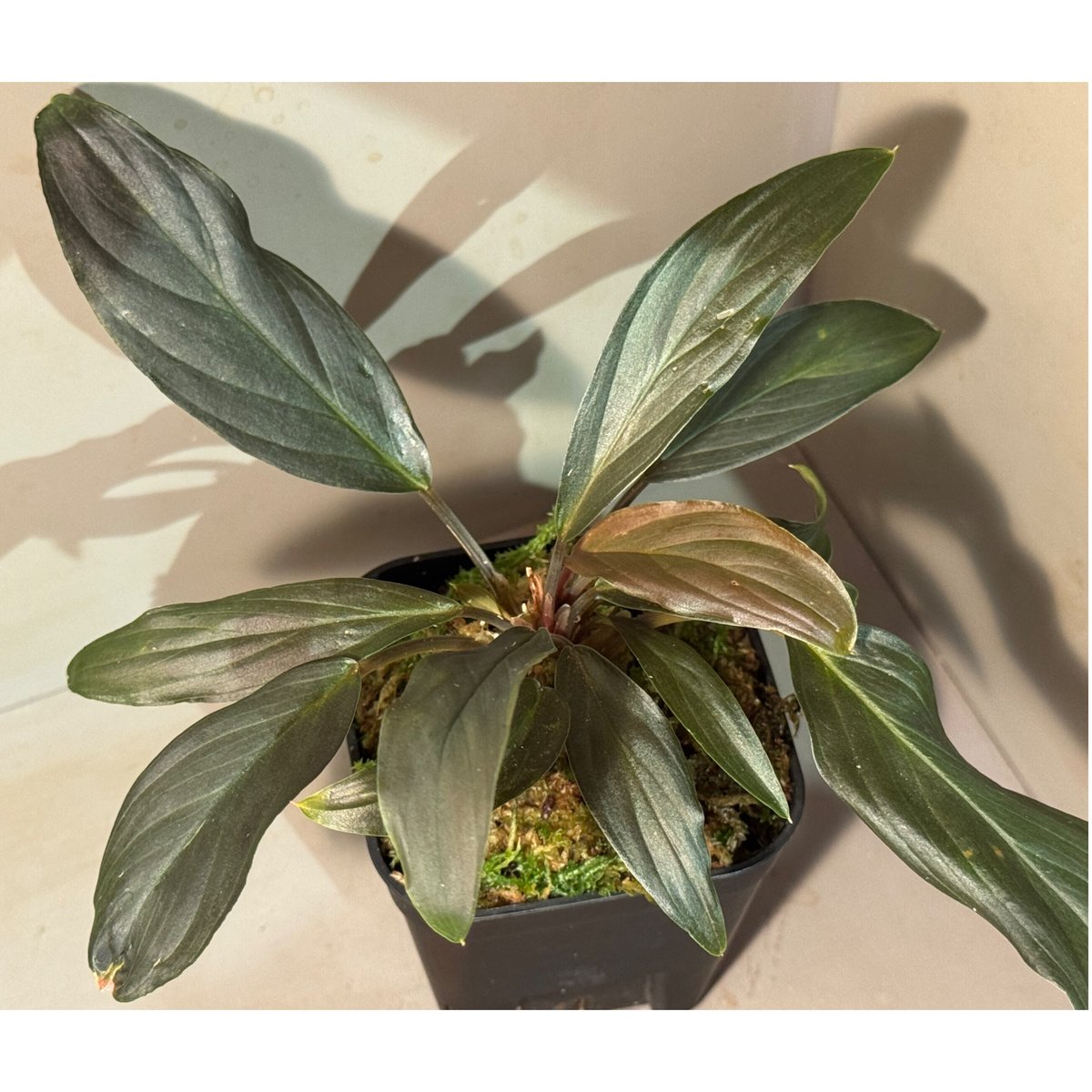 Homalomena sp. "濡烏" from Riau sumatera [LA0518-...